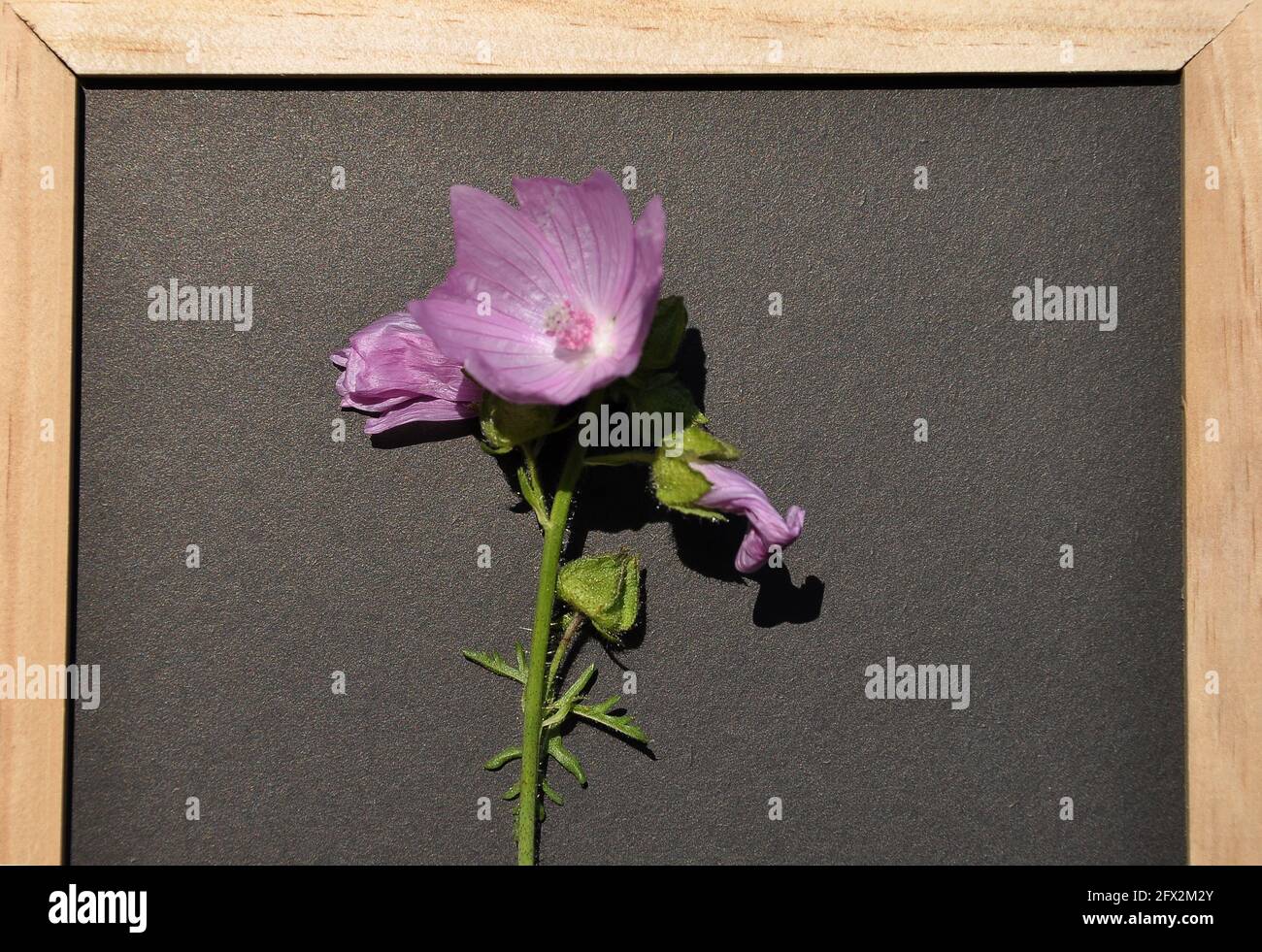 Musk wood hi-res stock photography and images - Alamy