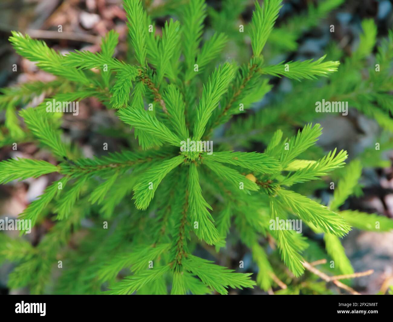 Christmas background. Green Christmas tree top view Stock Photo - Alamy