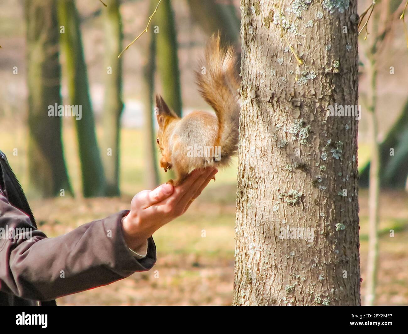 Feeding squirrels in the autumn park. Male hand giving a walnut ...