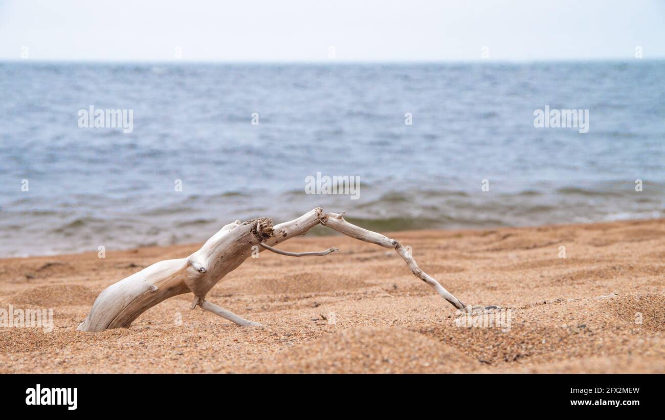 Dry white tree branch on the beach Stock Photo - Alamy