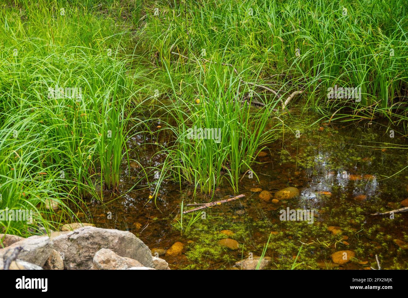 Small fresh water spring hi-res stock photography and images - Alamy