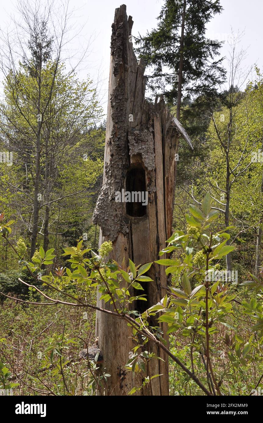 Woodpecker cave in a dead tree stump Stock Photo - Alamy