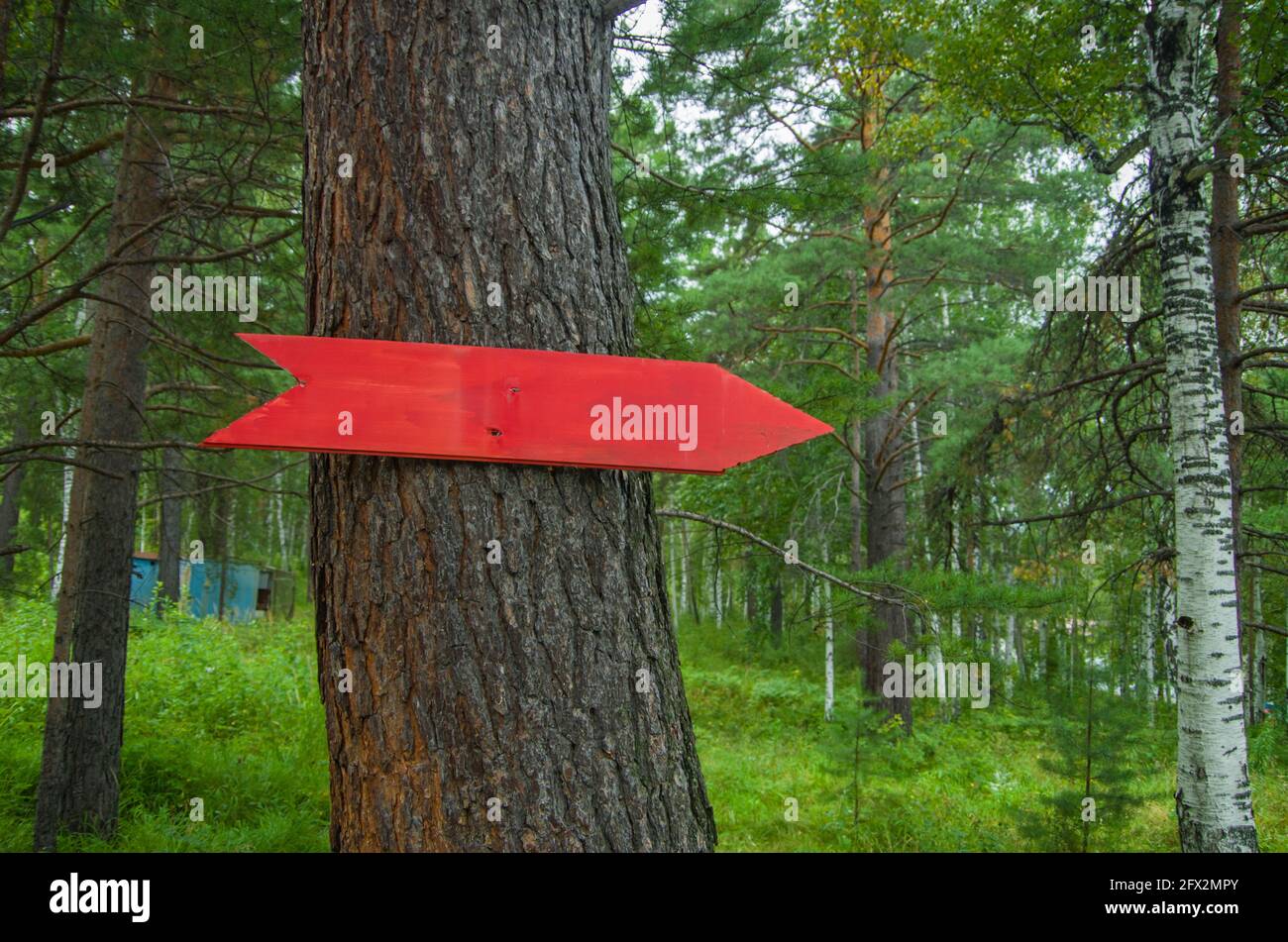 A red pointer on a tree trunk indicates the direction Stock Photo - Alamy