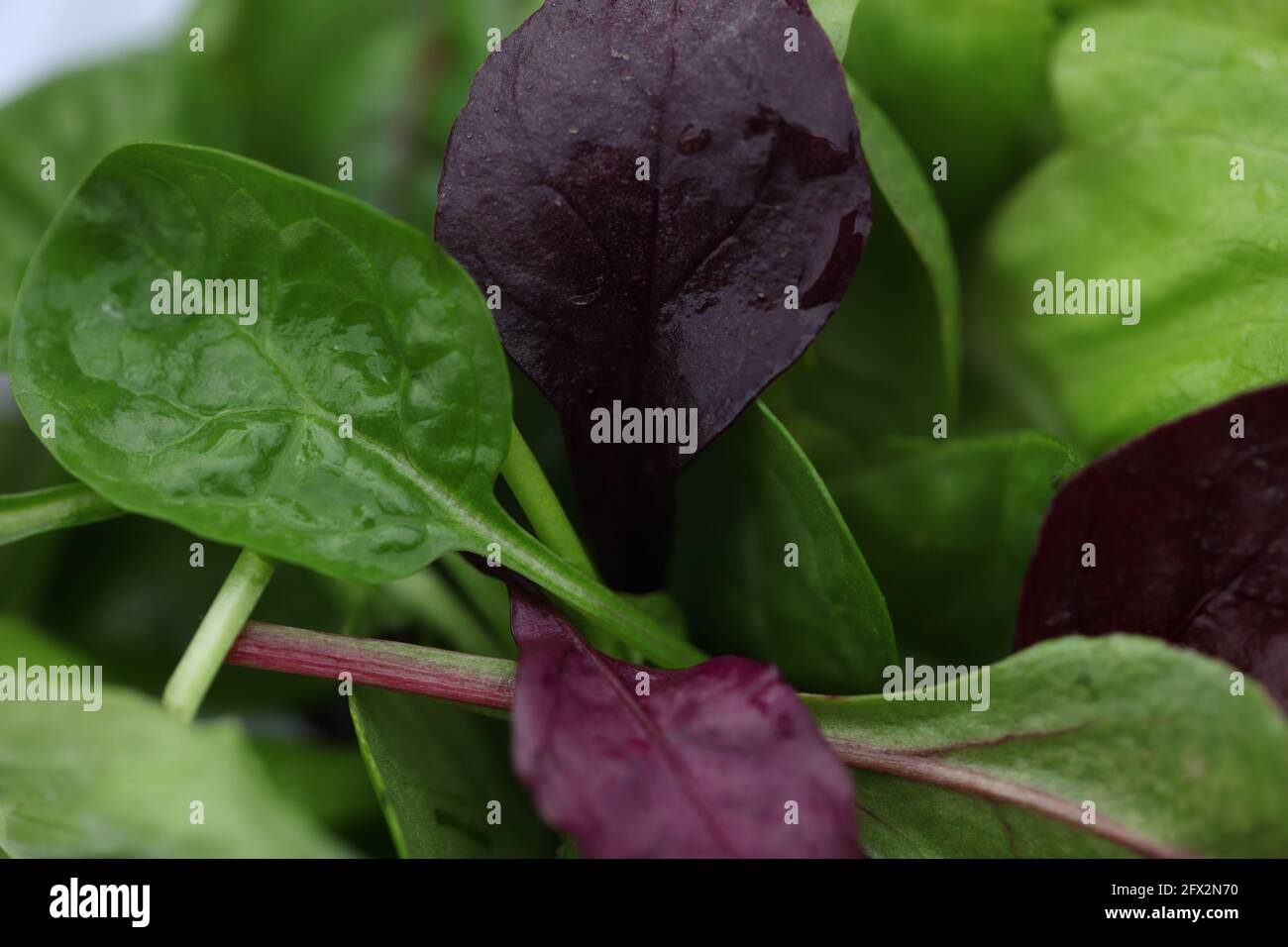 Baby leaf salad hi-res stock photography and images - Alamy