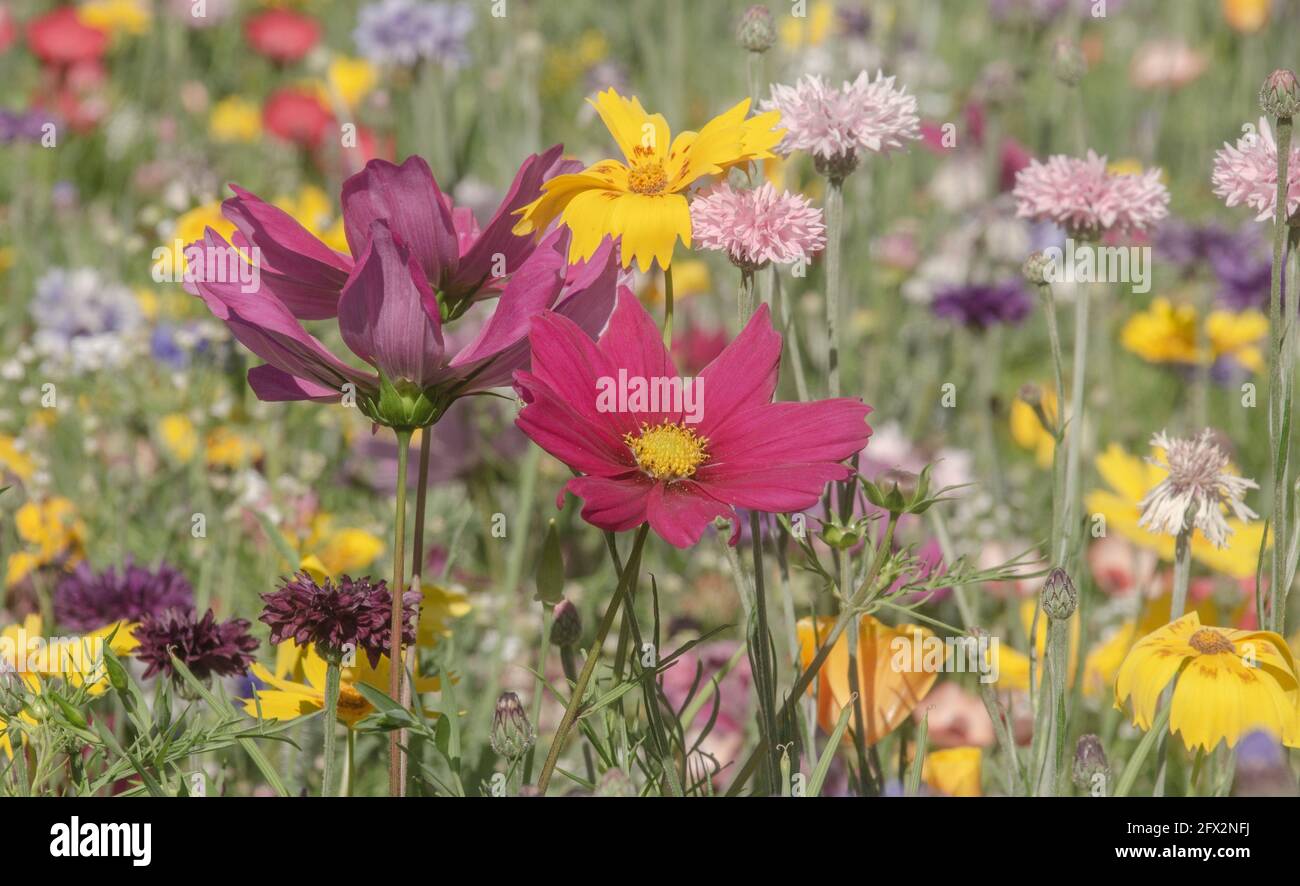 Wiese mit Sommerblumen Stock Photo - Alamy