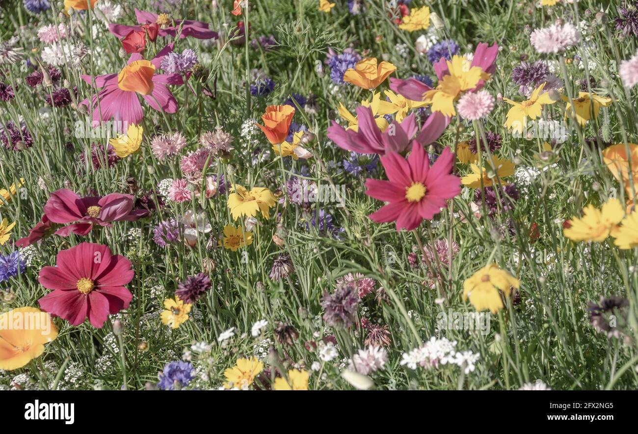 Wiese mit Sommerblumen Stock Photo - Alamy