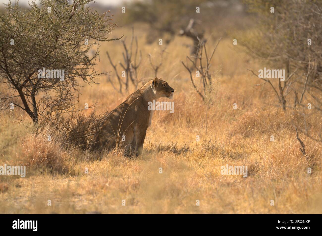 Springbok lion prey hi-res stock photography and images - Alamy