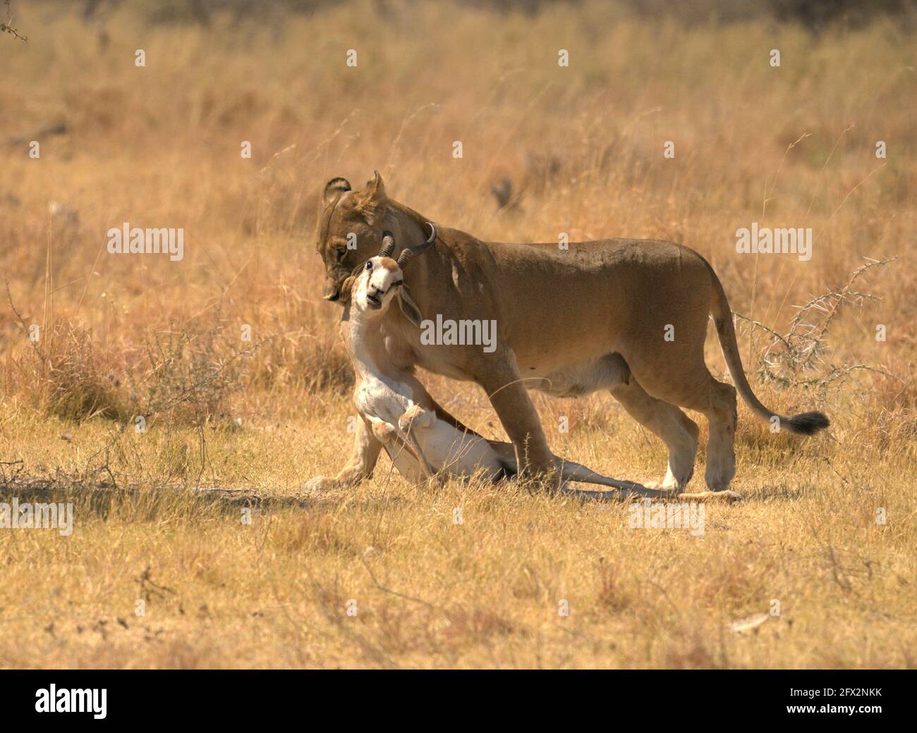 The lion dragged the body of the lifeless springbok into the shade ...