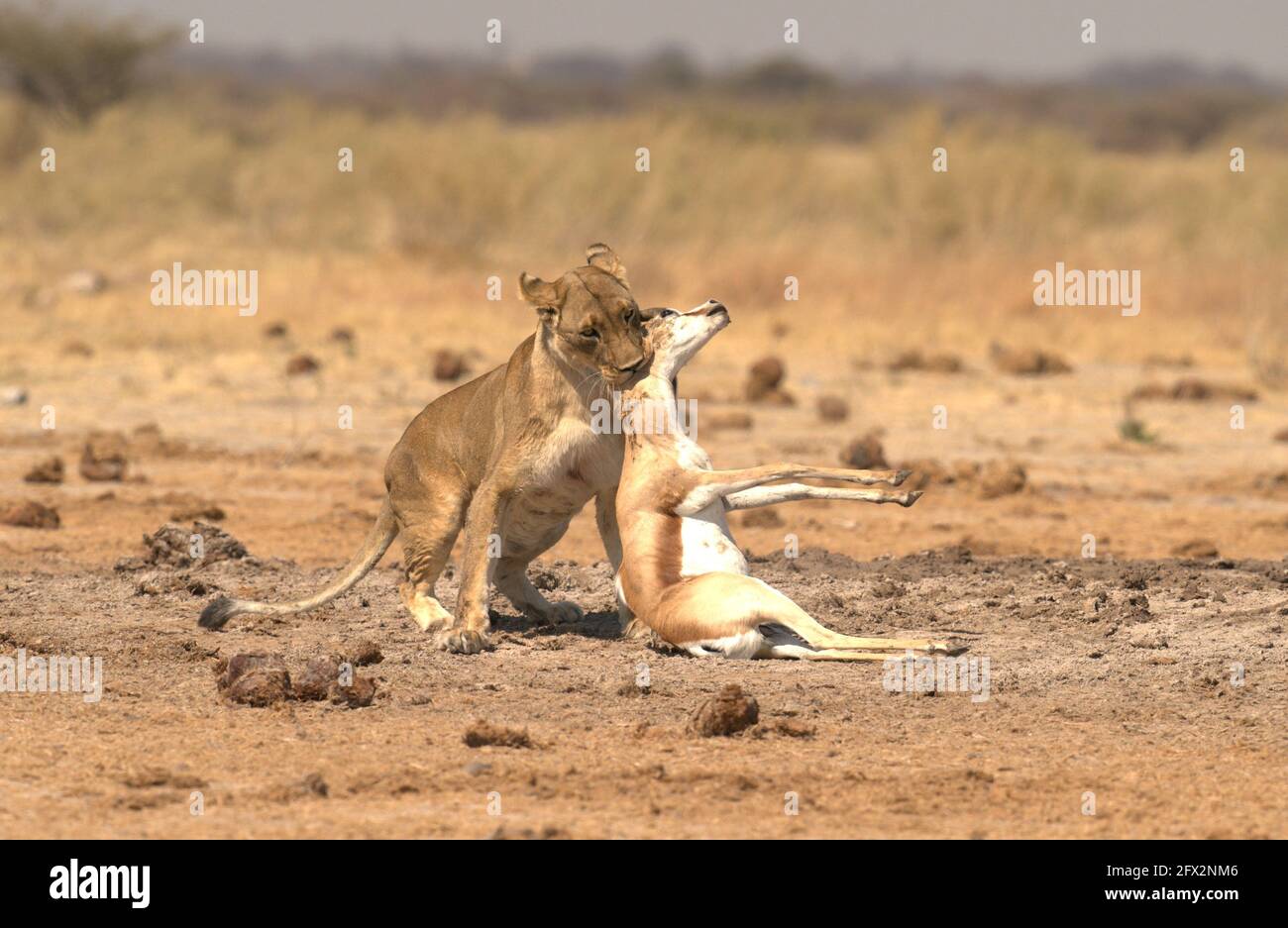 The springbok was unable to outrun the hungry lion. NXAI PAN NATIONAL ...