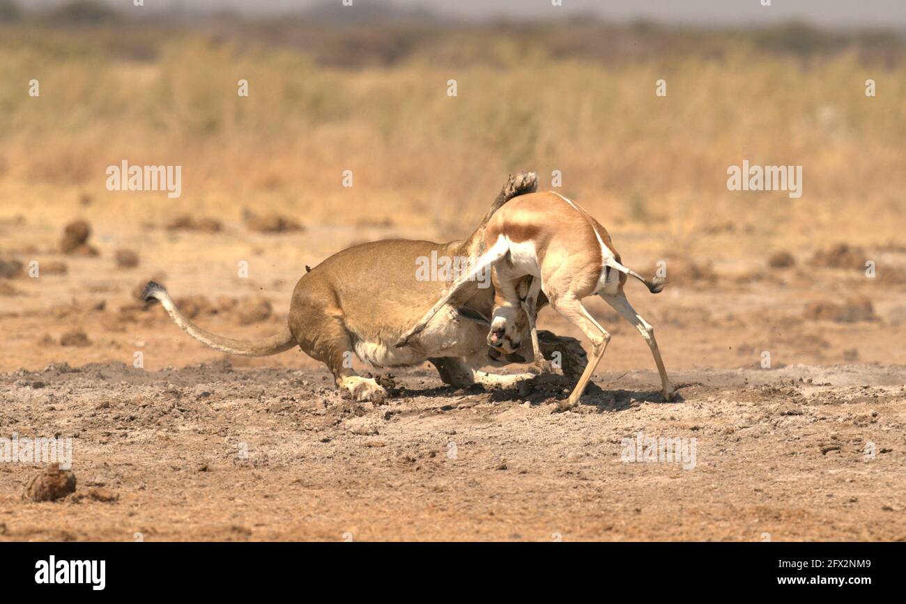 After breaking the springbok's neck, the lion flipped it around like a ...