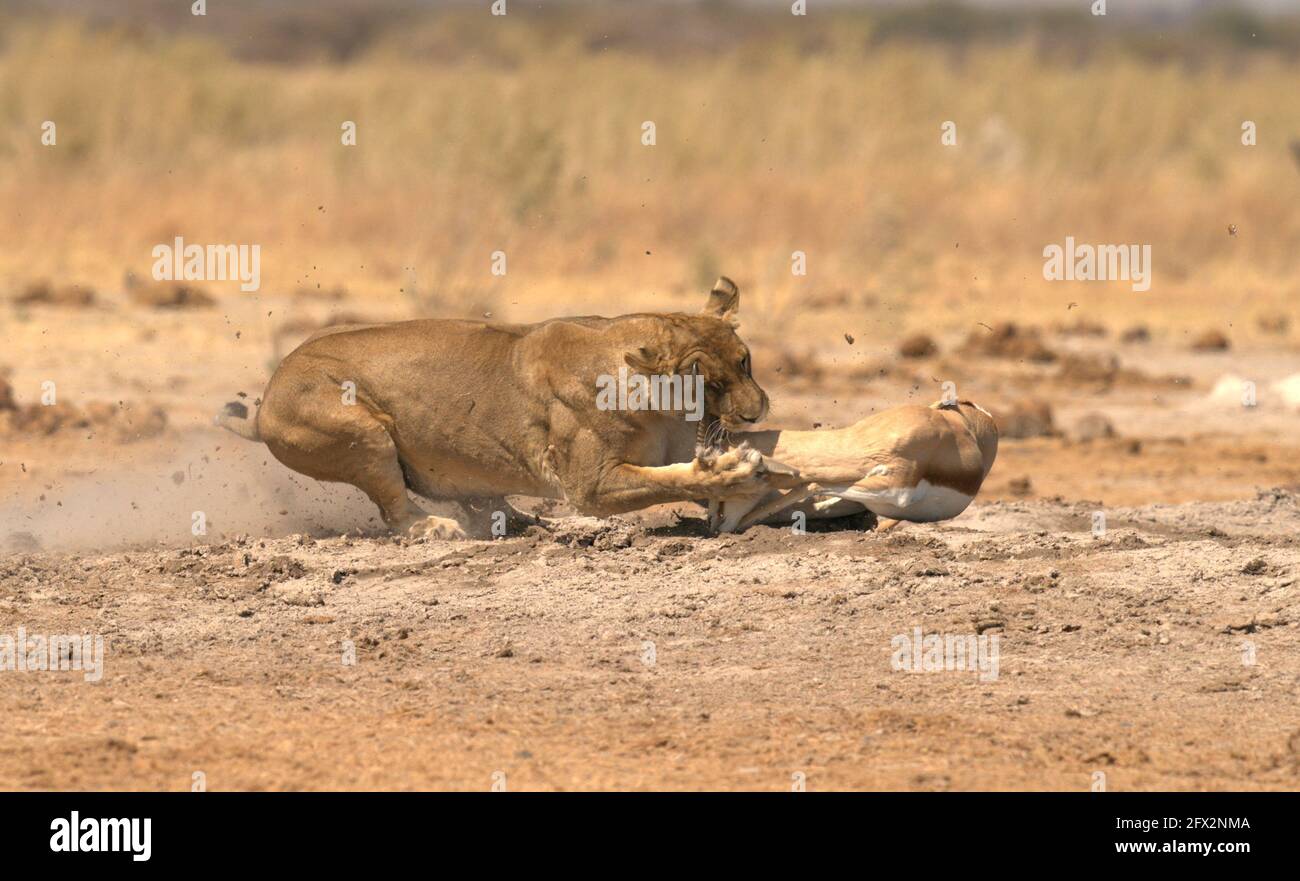 The lion snapped the springbok's neck in a matter of seconds. NXAI PAN ...