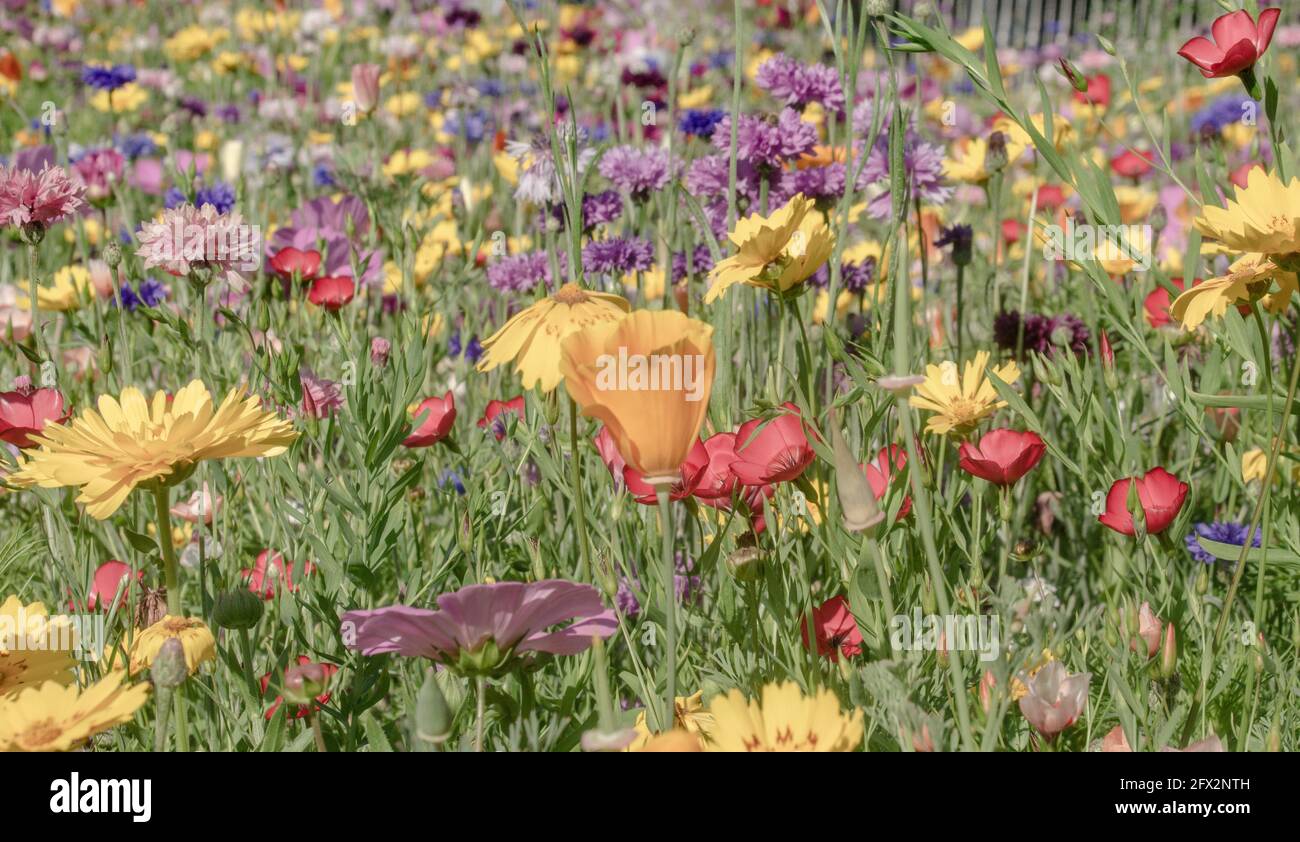 Wiese mit Sommerblumen Stock Photo - Alamy