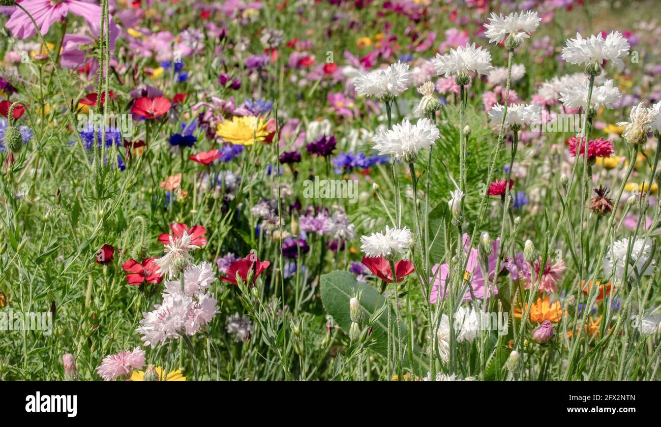 Wiese mit Sommerblumen Stock Photo - Alamy