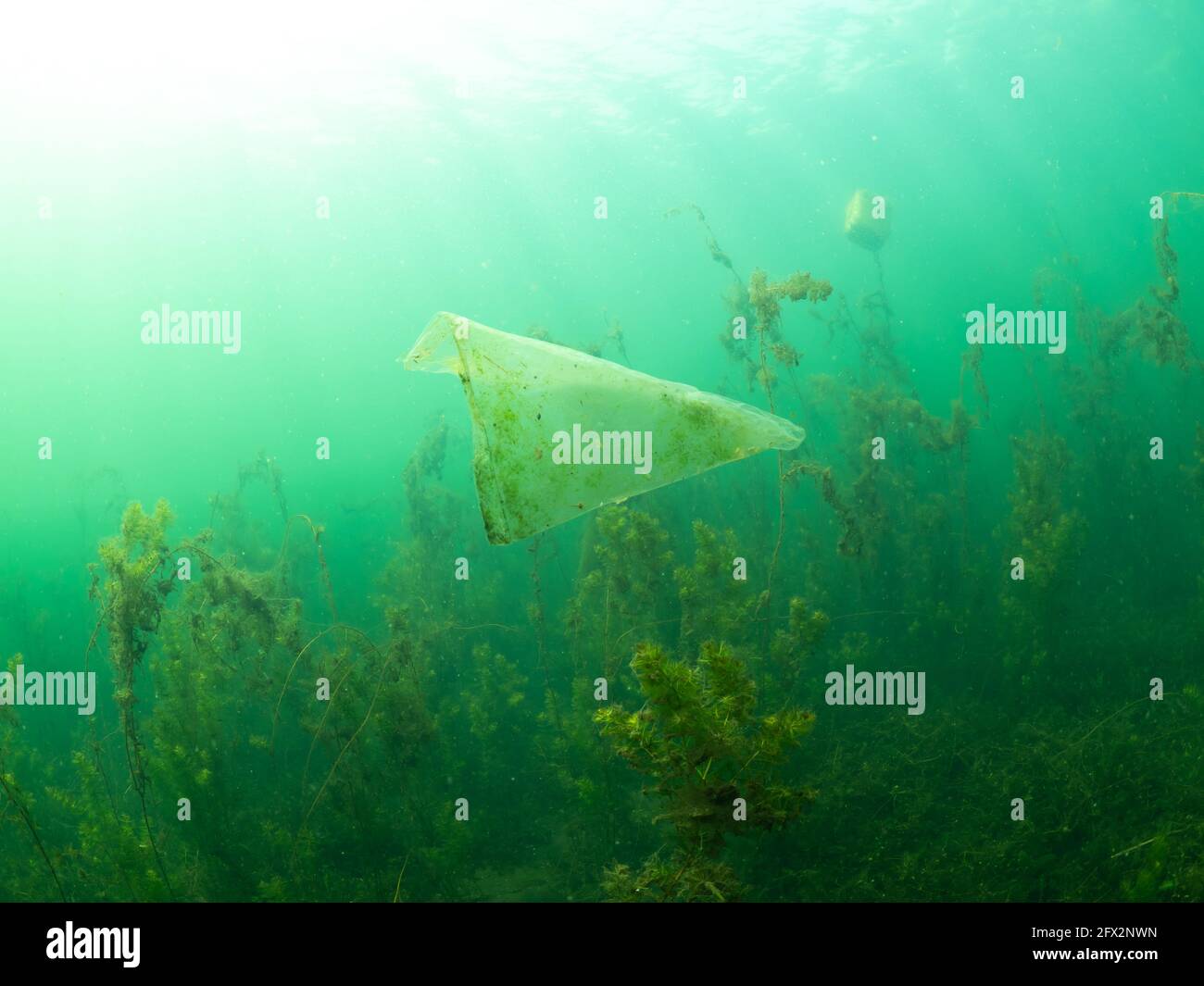 Freshwater Lake Underwater
