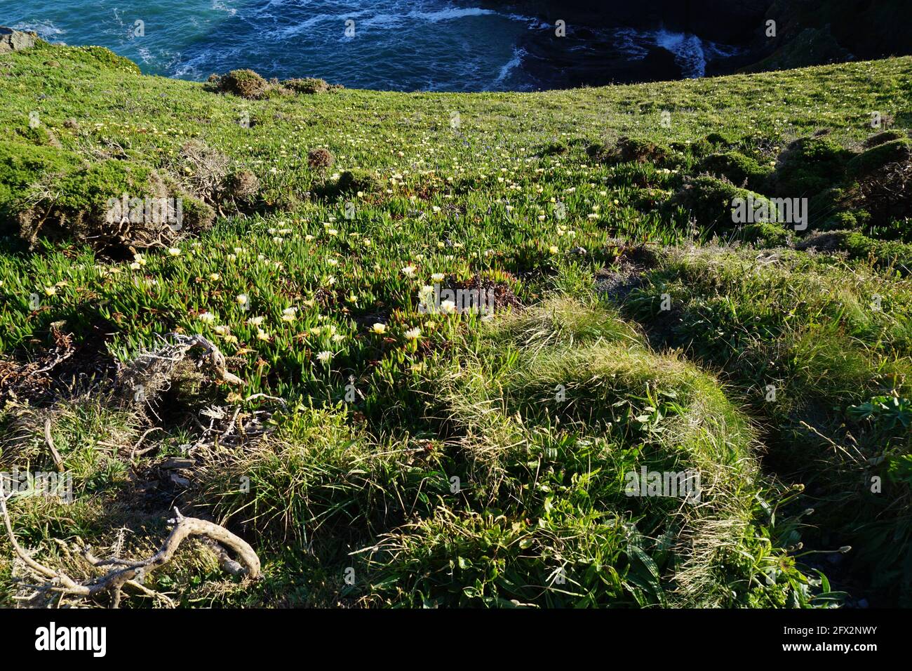 A grassy slope down to the cliff edge Stock Photo - Alamy