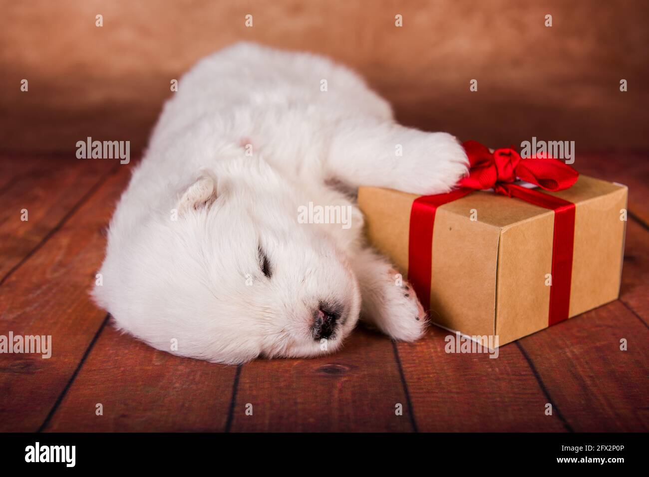 White fluffy small Samoyed puppy dog with a gift Stock Photo - Alamy