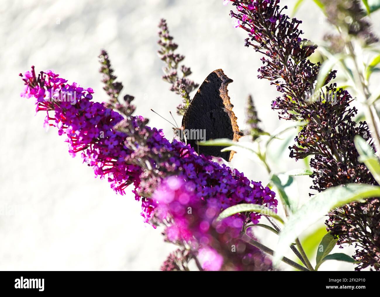 Mourning Cloak Butterfly collects pollen on a Buddleia plant in a urban ...