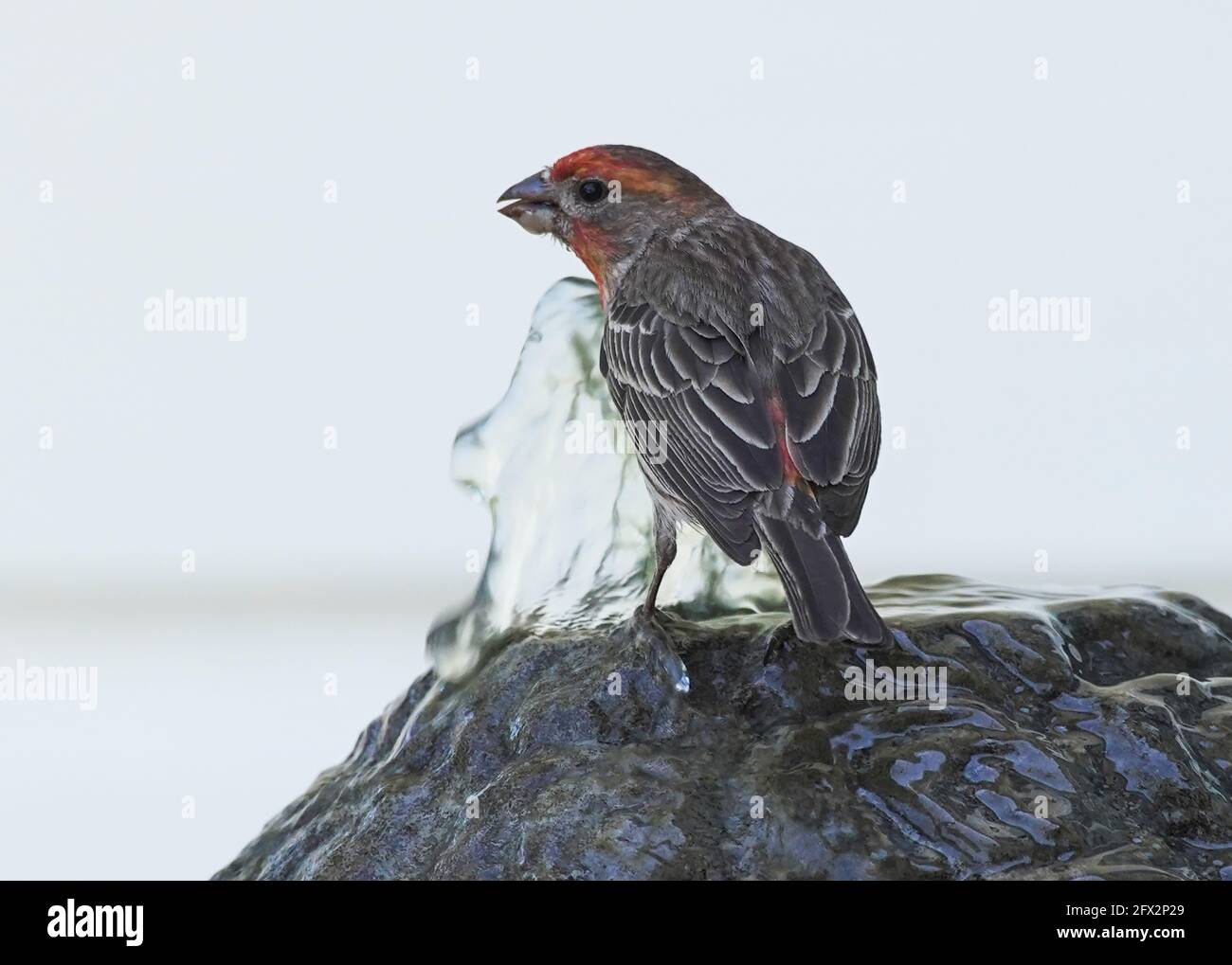 Jennifer finch hi-res stock photography and images - Alamy