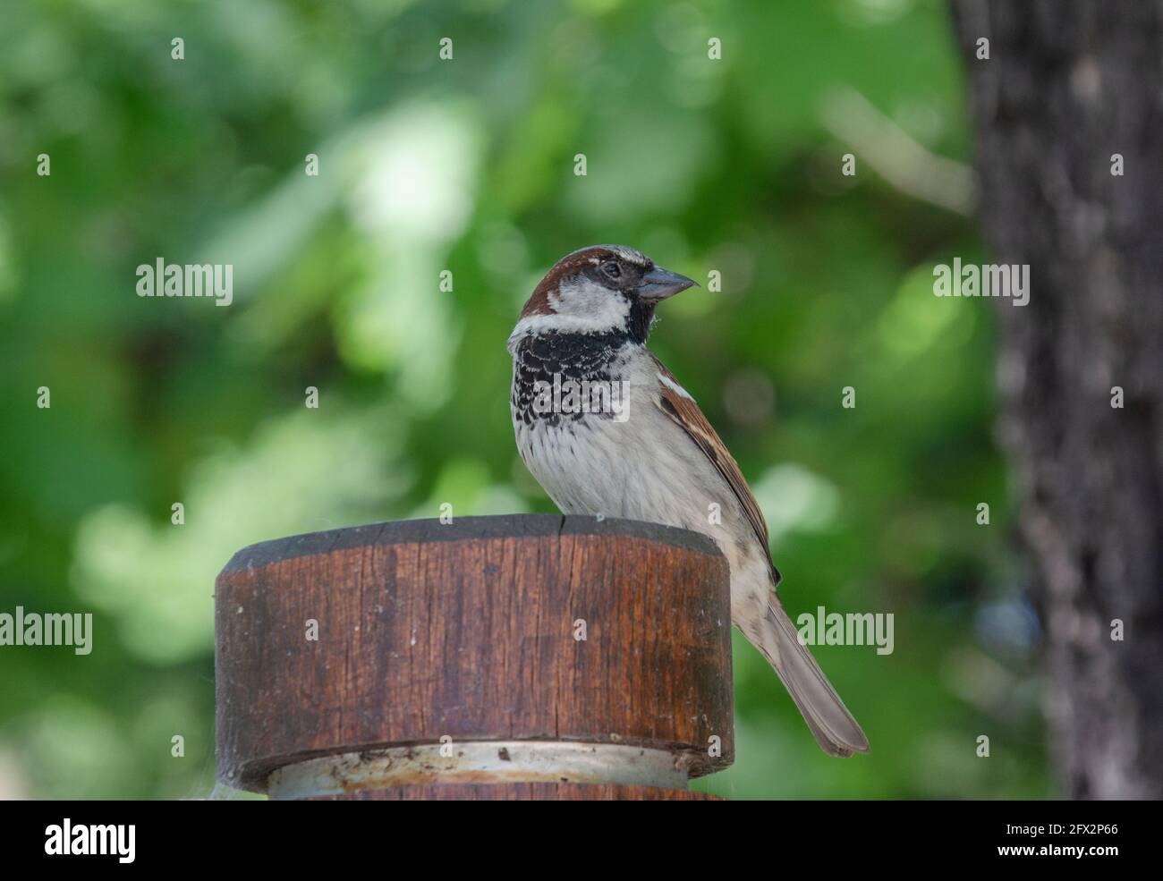 Wald tiere hi-res stock photography and images - Alamy