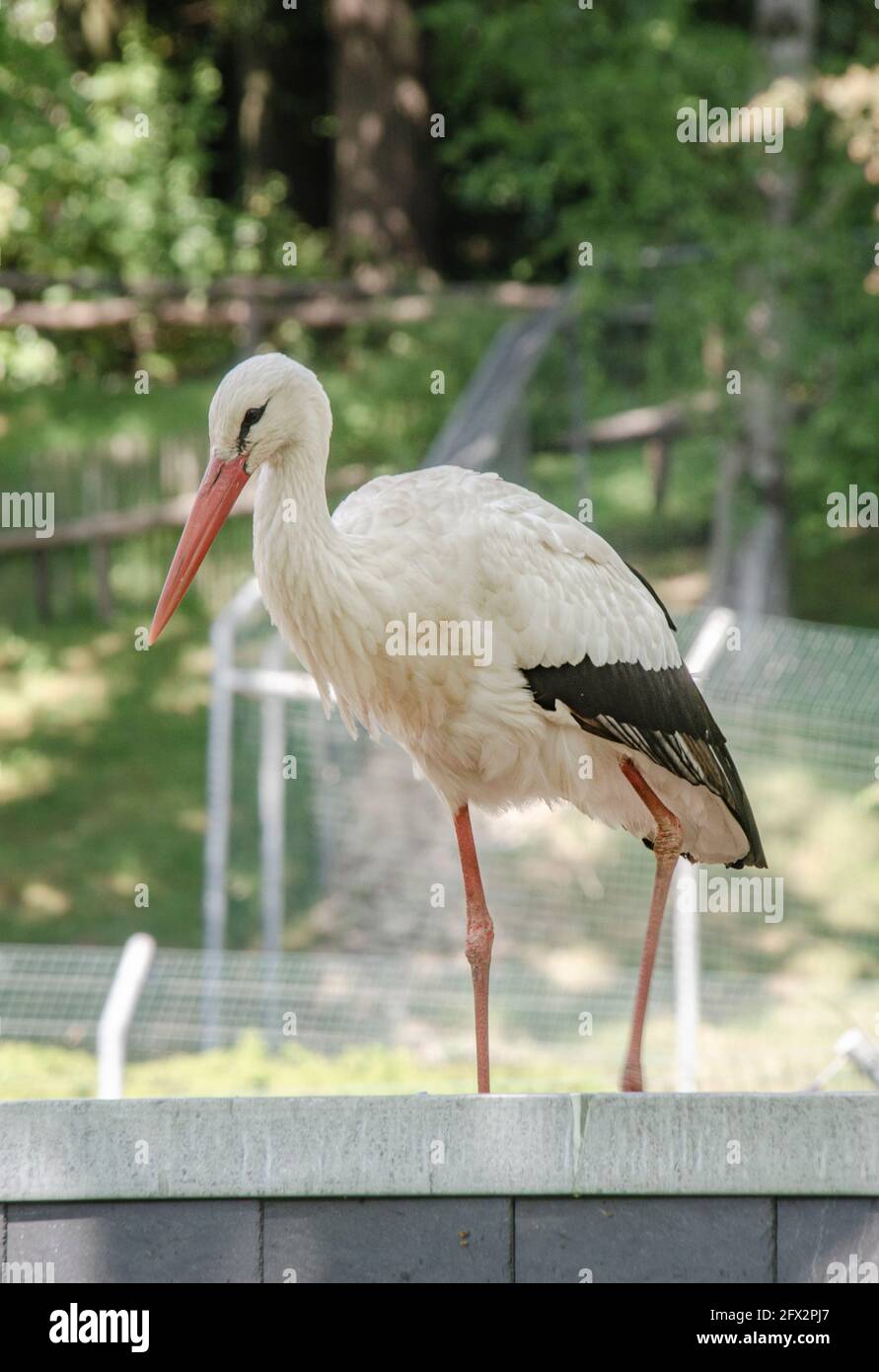 Faune tier hi-res stock photography and images - Alamy