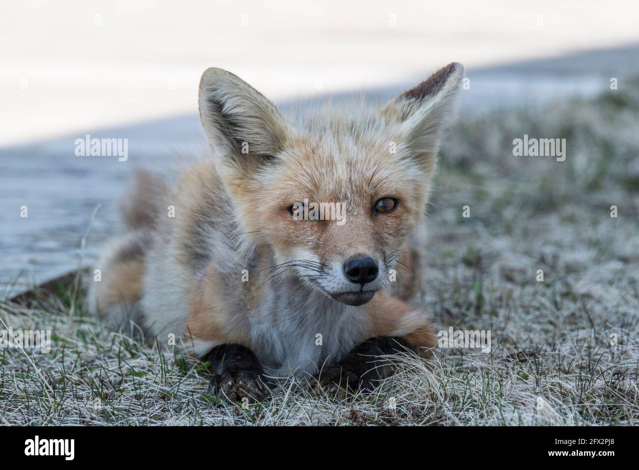 Very thin female red fox, outside her den at Cape St. Mary's ...