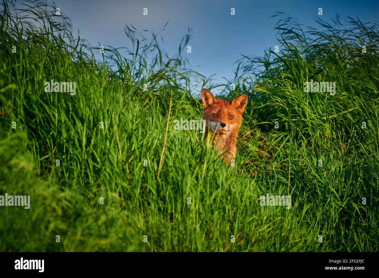 red fox (Vulpes vulpes) hidden in the tall grass, Heinsberg, North ...