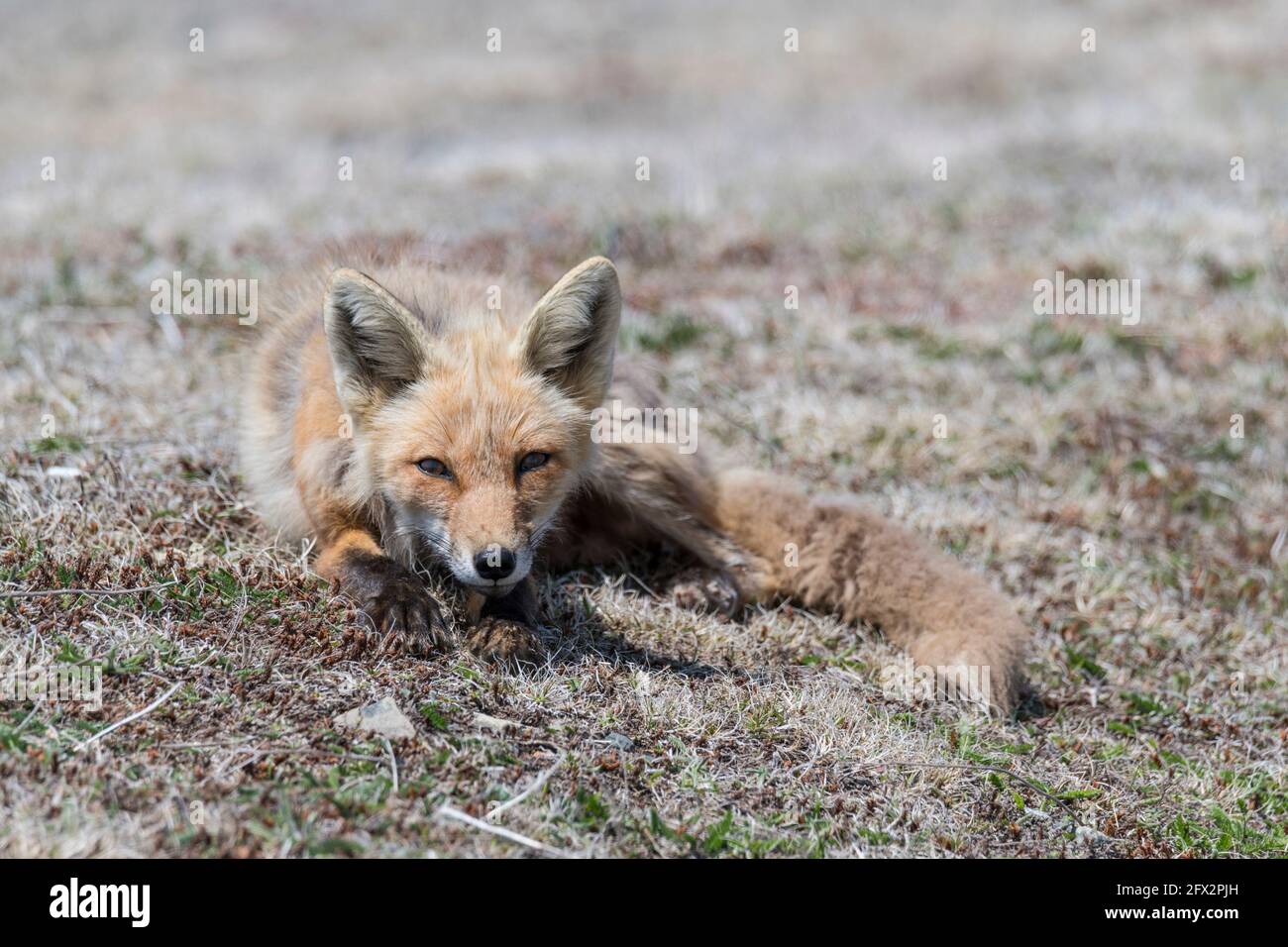 Very thin female red fox, outside her den at Cape St. Mary's ...