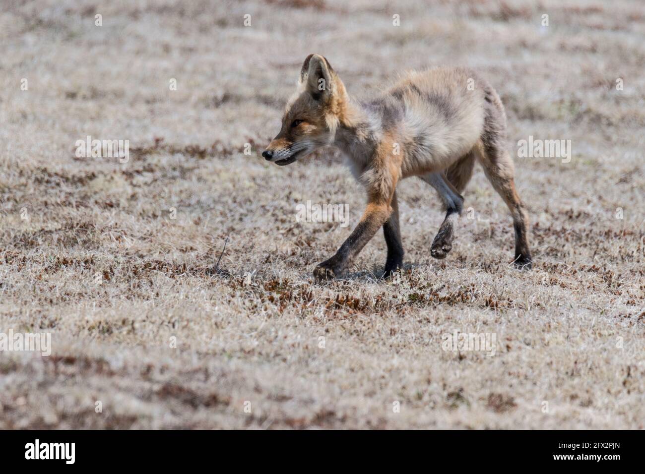 Very thin female red fox, outside her den at Cape St. Mary's ...