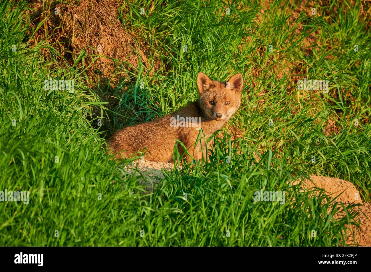 red fox (Vulpes vulpes), Fox puppy in front of den, Heinsberg, North ...