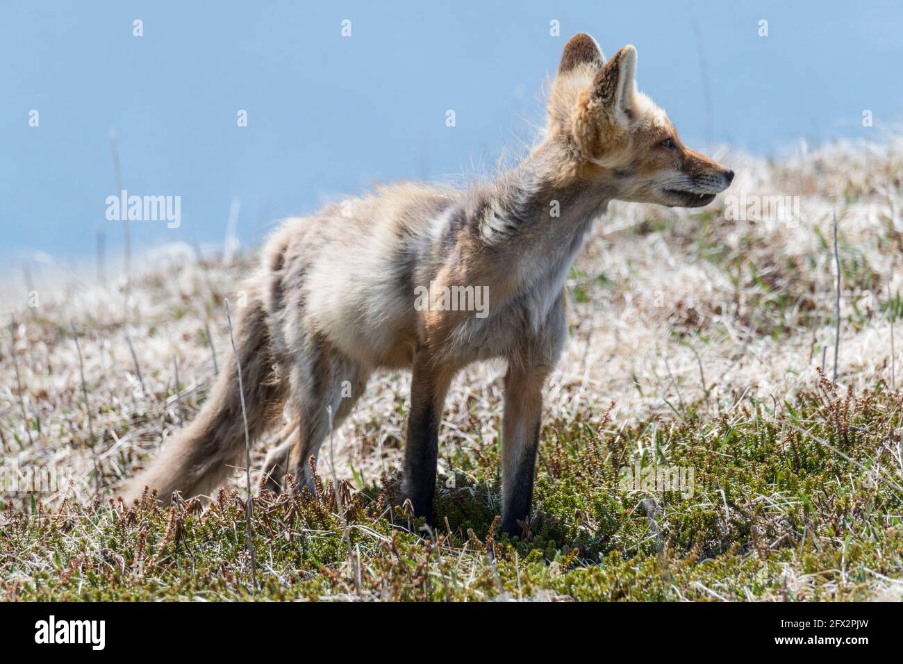 Very thin female red fox, outside her den at Cape St. Mary's ...
