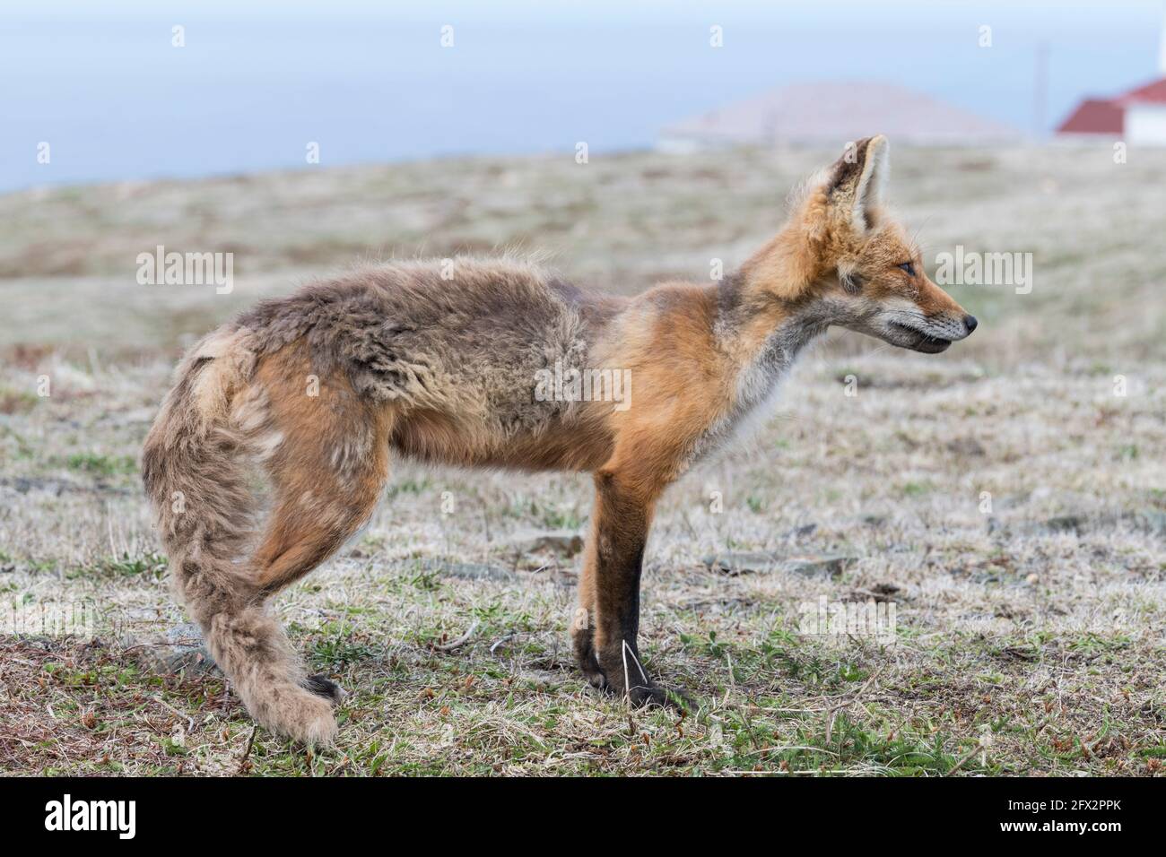 Very thin female red fox, outside her den at Cape St. Mary's ...