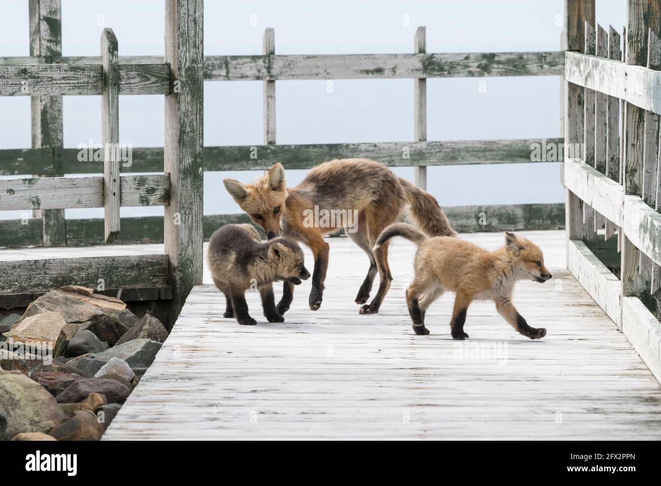 Young red fox pups with their mother at Cape St. Mary's, Newfoundland ...