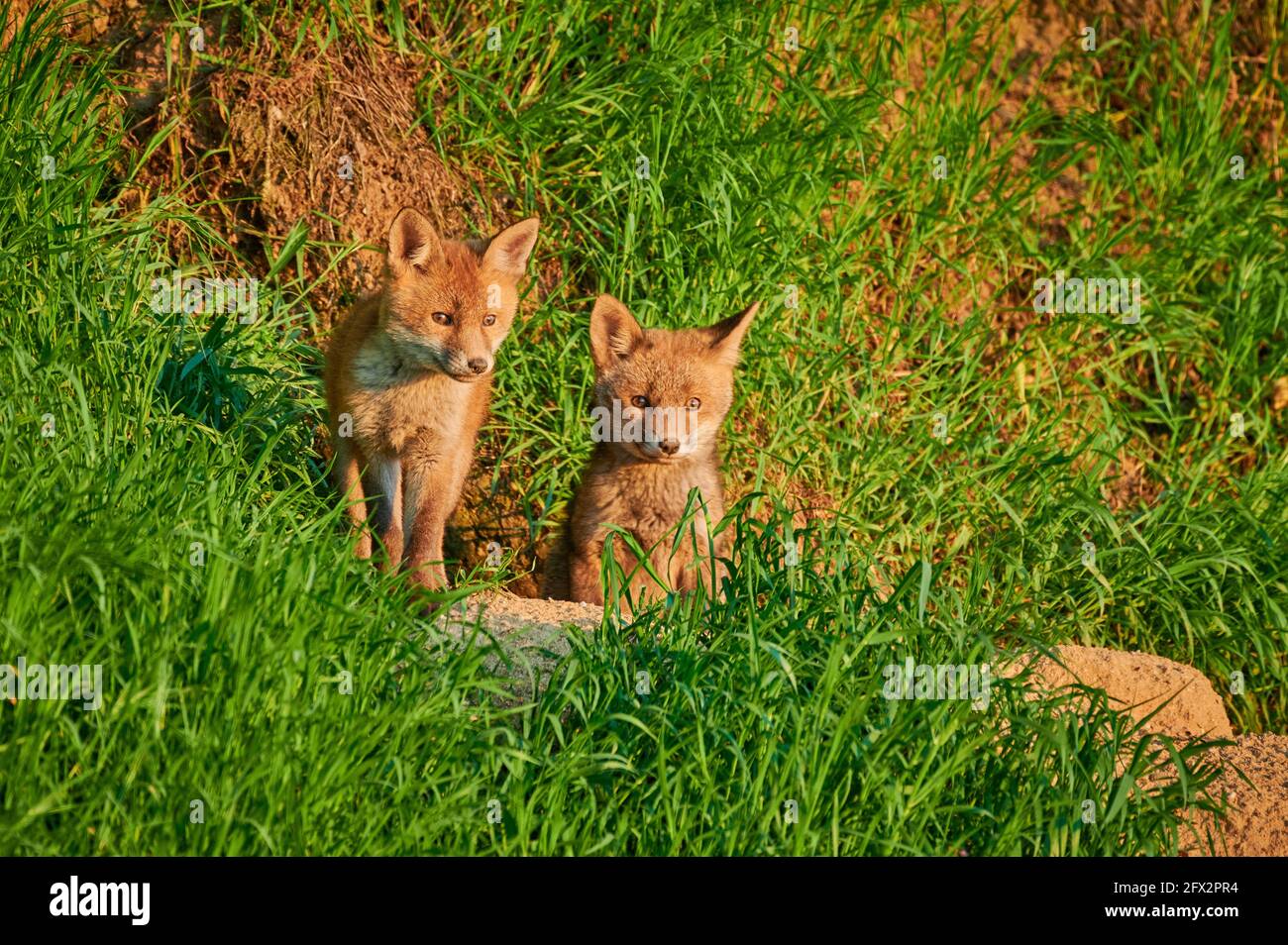 red fox (Vulpes vulpes), two fox puppies in front of their den ...