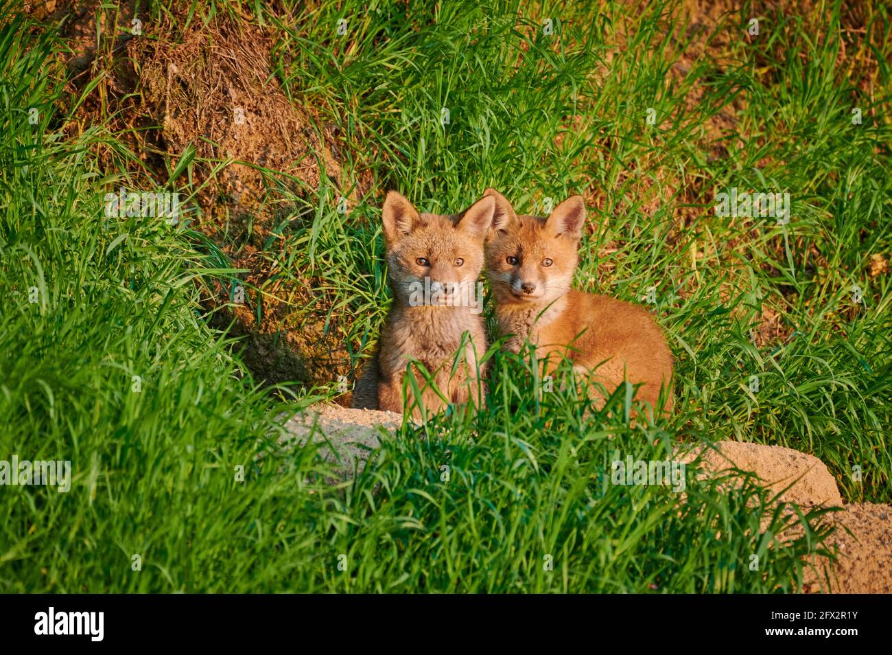 red fox (Vulpes vulpes), two fox puppies in front of their den ...