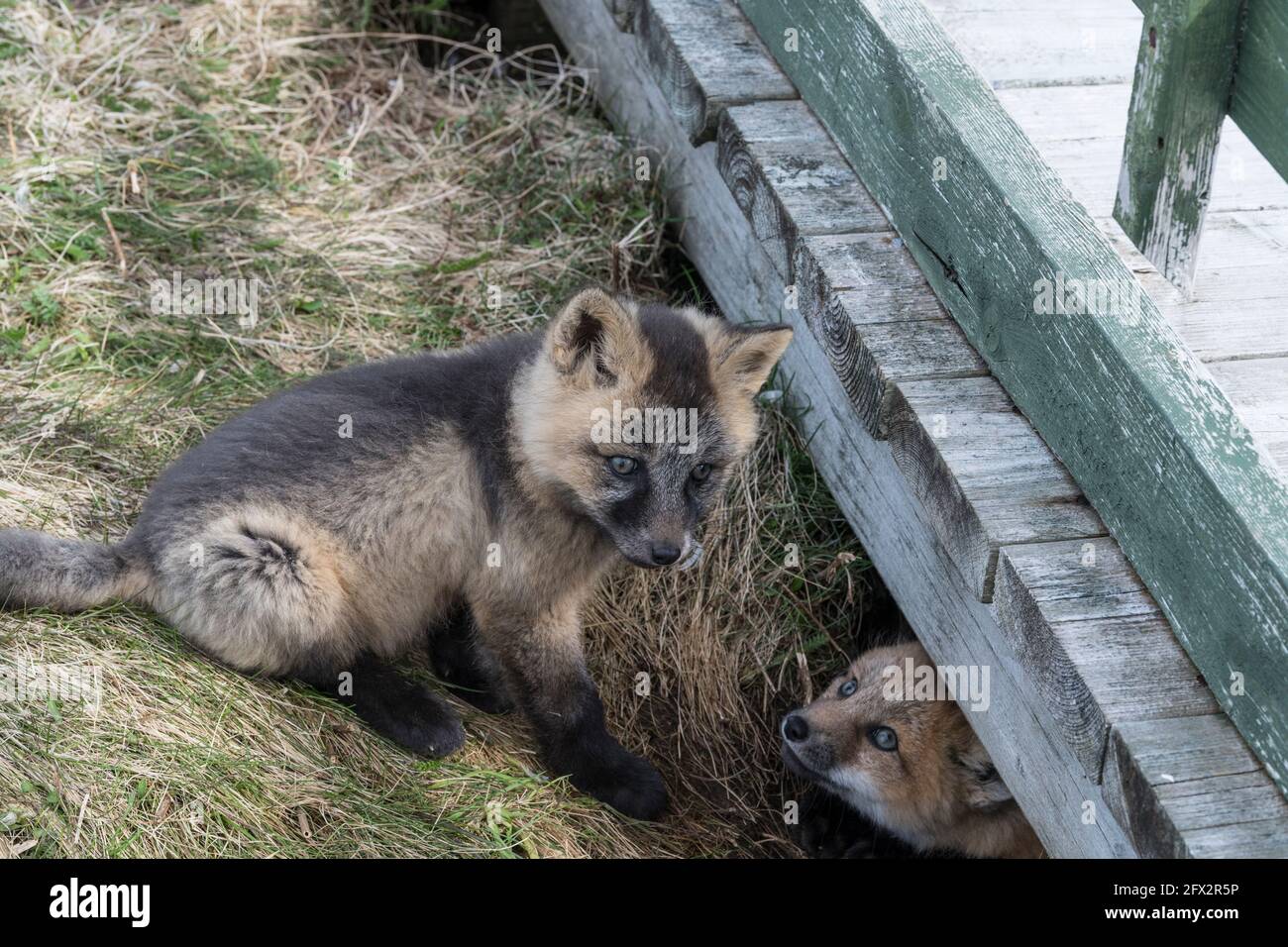 Young red fox pup in the wild at Cape St. Mary's Newfoundland, Canada ...