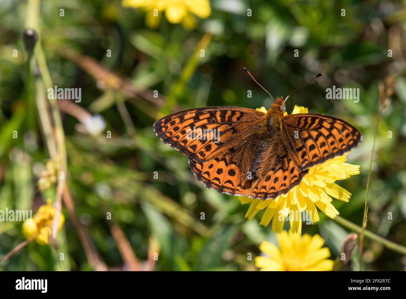 Speyeria atlantis, Atlantis fritillary feeding on a dandelion ...