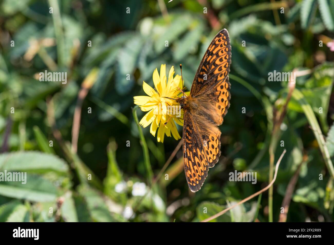 Speyeria atlantis, Atlantis fritillary feeding on a dandelion ...