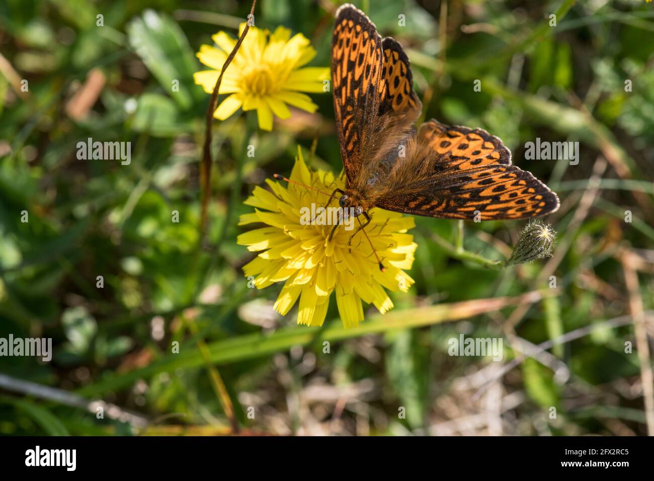 Speyeria atlantis, Atlantis fritillary feeding on a dandelion ...