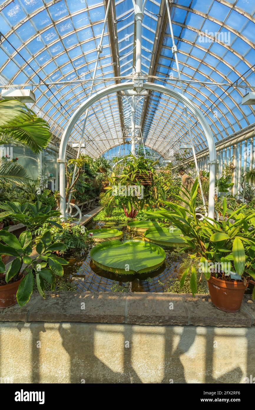 Greenhouse aquatic plants hi-res stock photography and images - Alamy