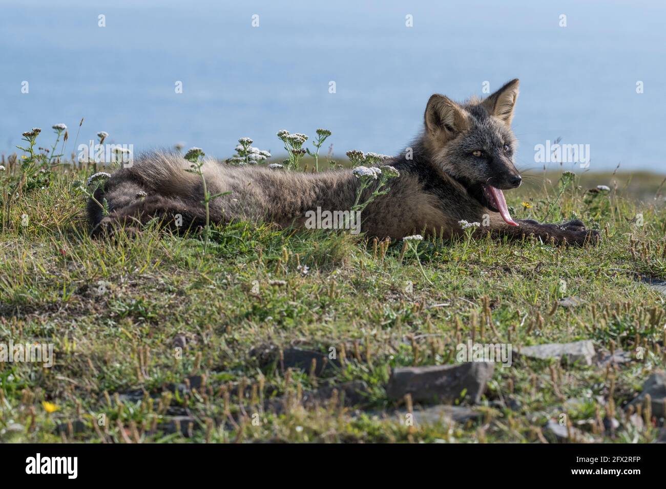 Young male red fox in the wild at Cape St. Mary's Newfoundland, Canada ...