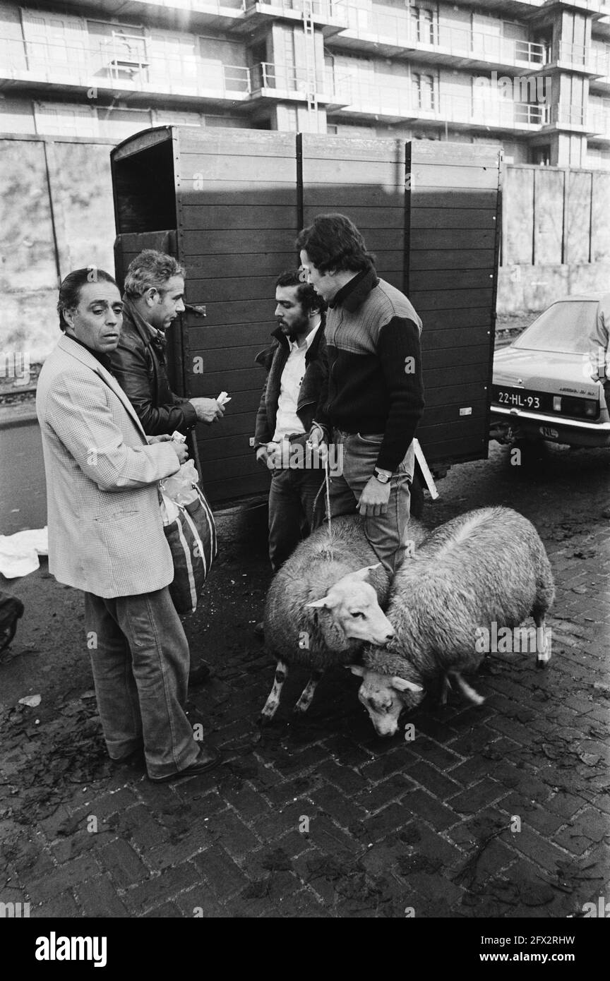 Sheep abattoir Black and White Stock Photos & Images - Alamy