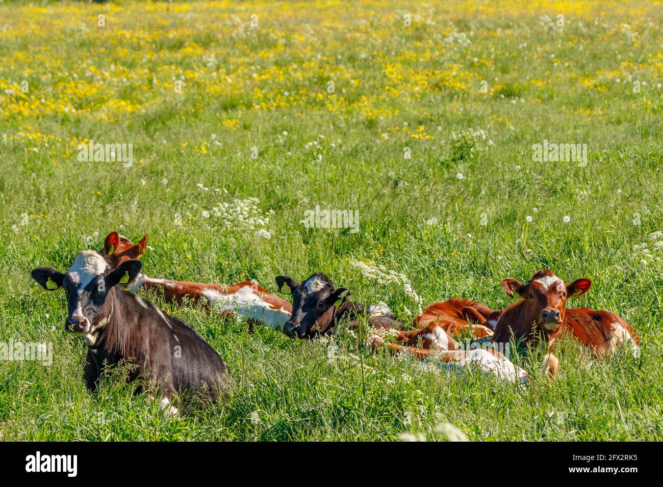 Cows calves lying resting hi-res stock photography and images - Alamy