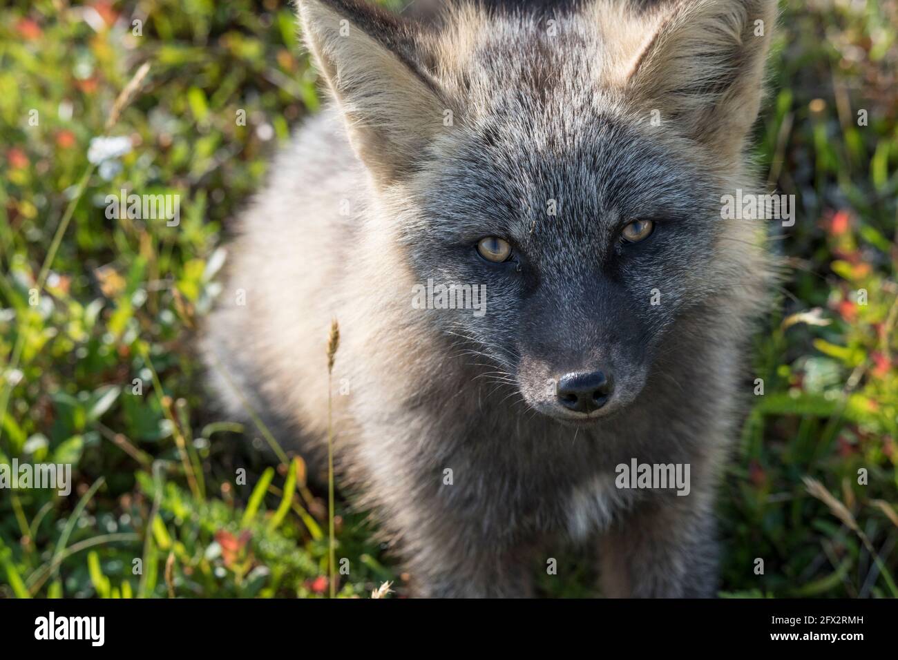 Young male red fox in the wild at Cape St. Mary's Newfoundland, Canada ...