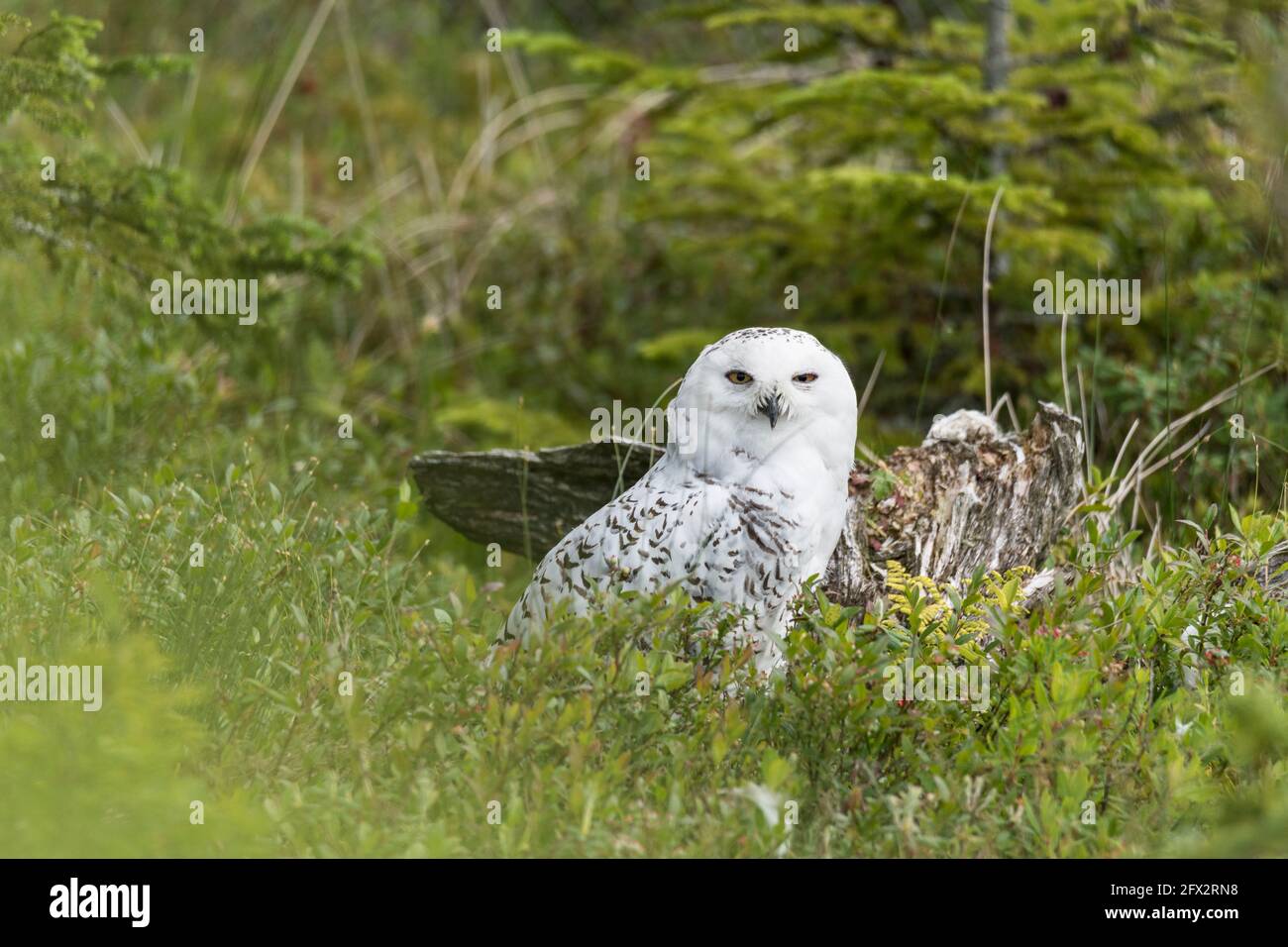 Salmonier Nature Park Newfoundland High Resolution Stock Photography ...