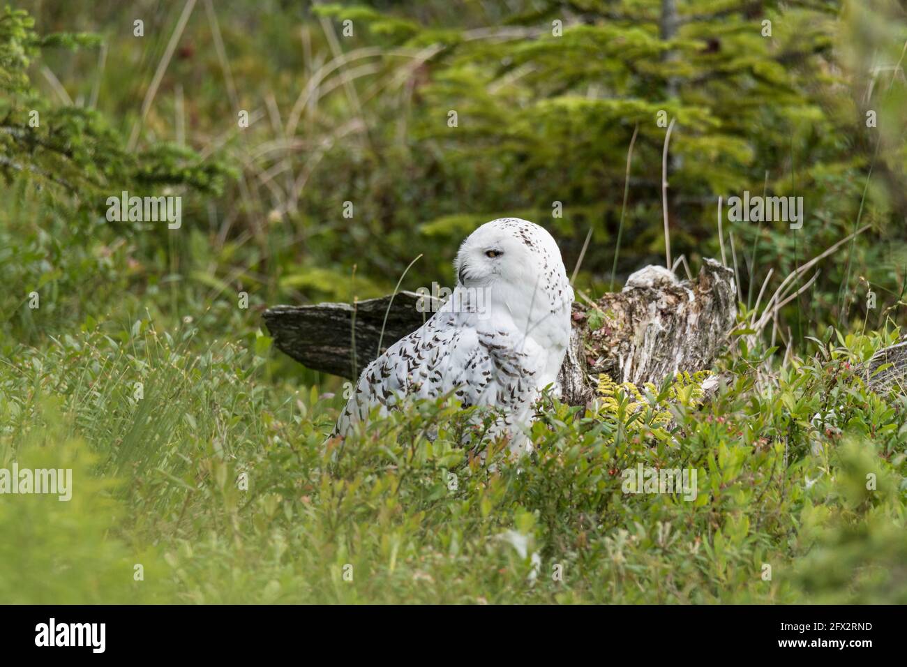 Salmonier Nature Park Newfoundland High Resolution Stock Photography ...