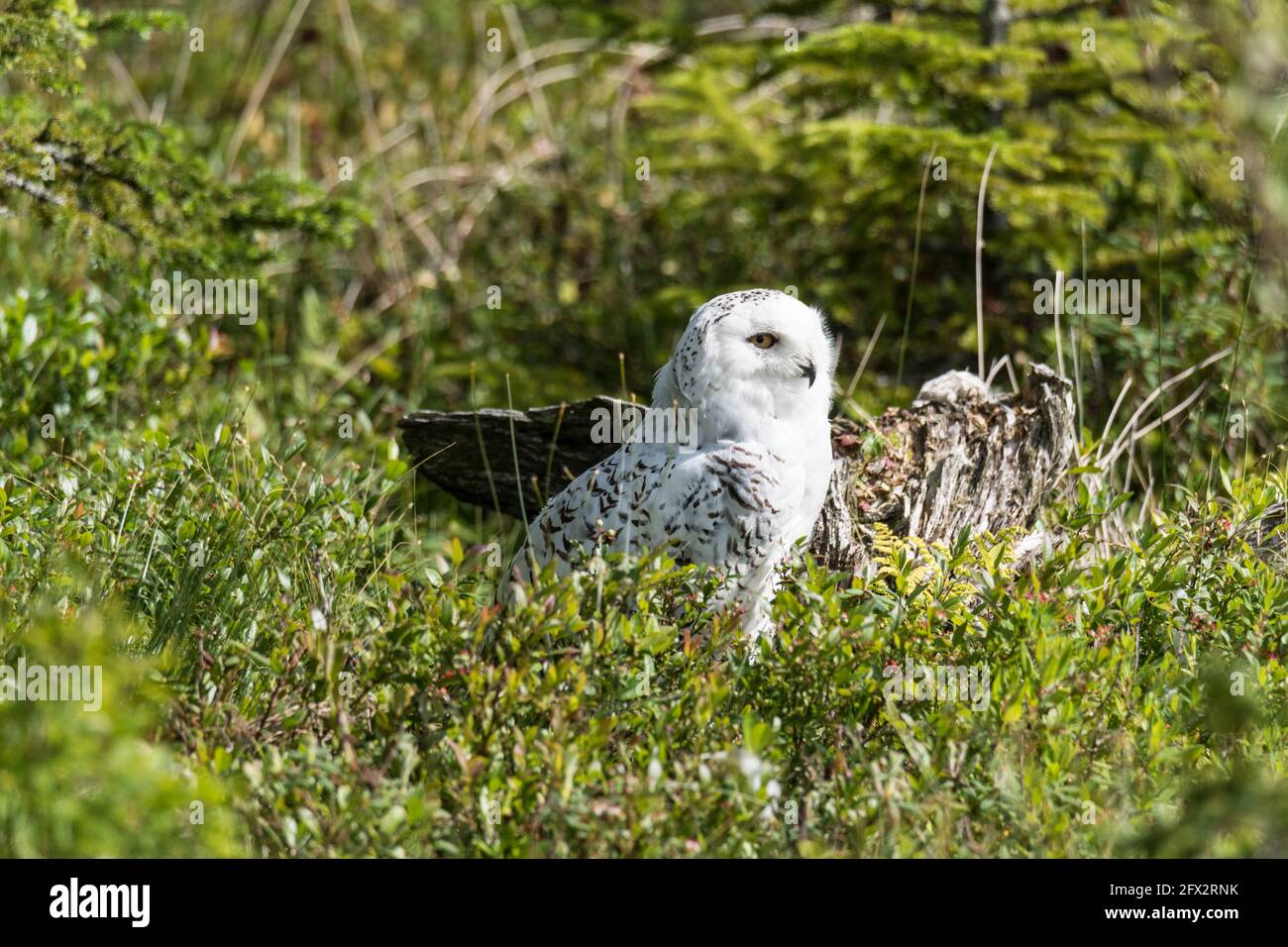 snowy owl, Bubo scandiacus, on the ground at Salmonier Nature Park ...