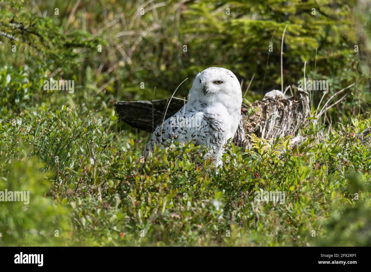 snowy owl, Bubo scandiacus, on the ground at Salmonier Nature Park ...