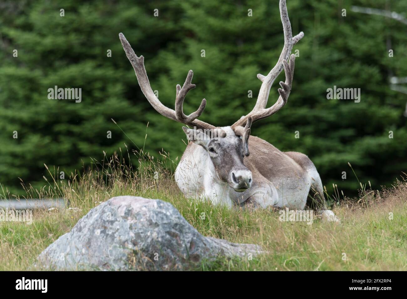 Woodland caribou hi-res stock photography and images - Alamy