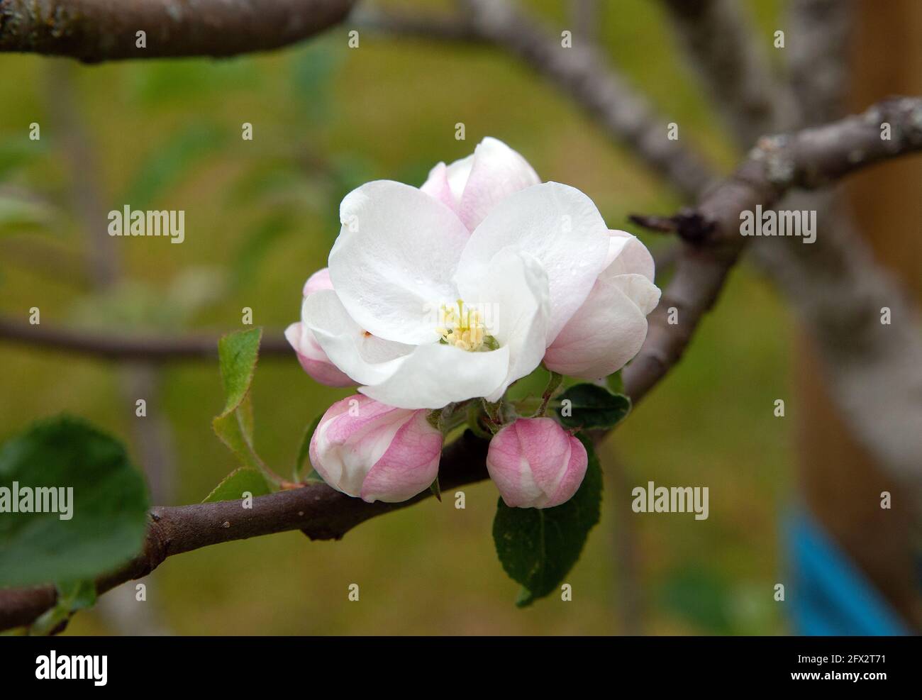Blooming apple tree leaves in hi-res stock photography and images - Alamy