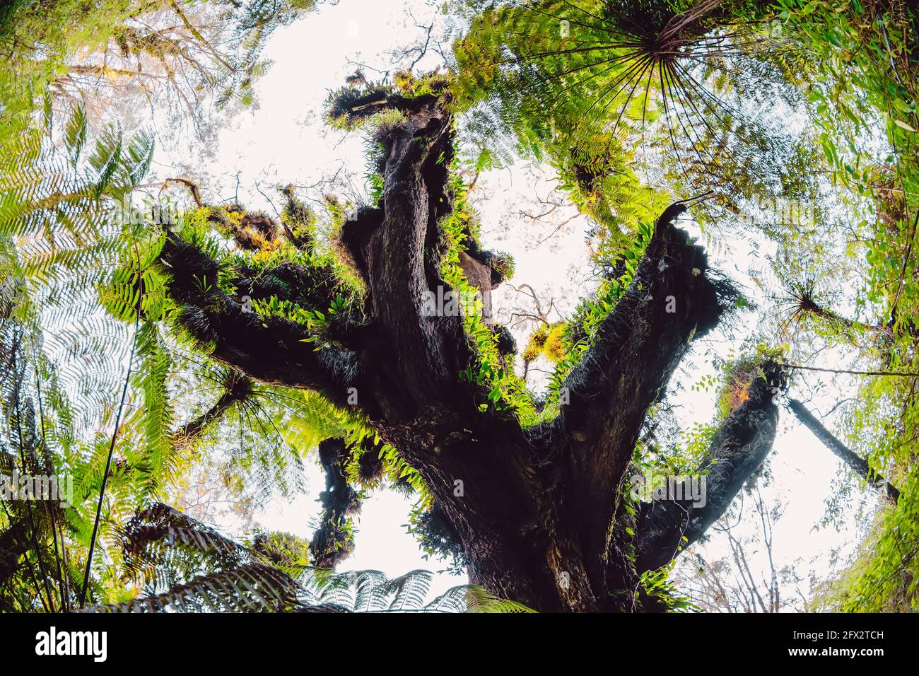 Biggest tree with fern and tropical forest in Bali on Abang mountain ...
